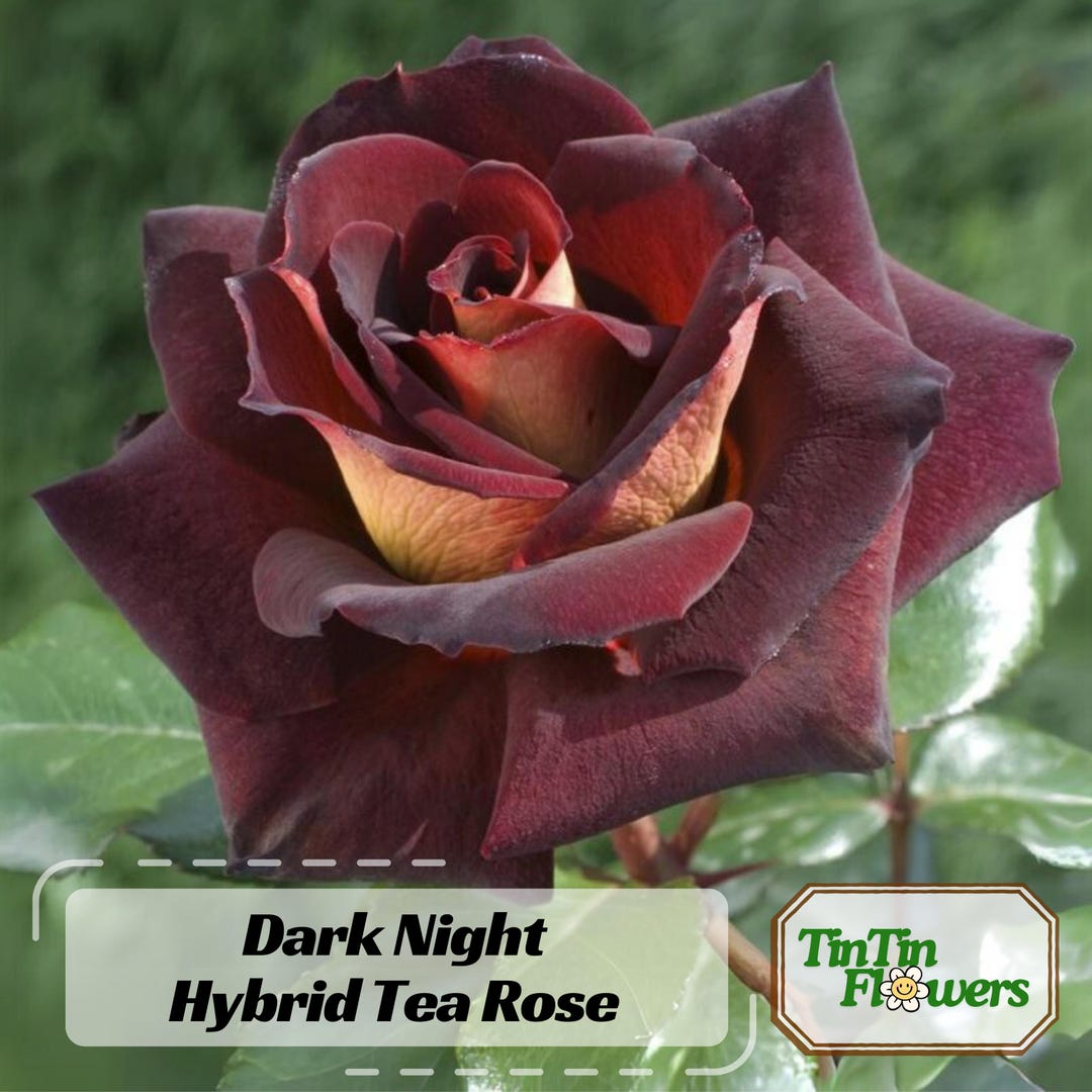 30 Seeds | Dark Night Hybrid Tea Rose Seeds -authentic - Deep Velvety ...