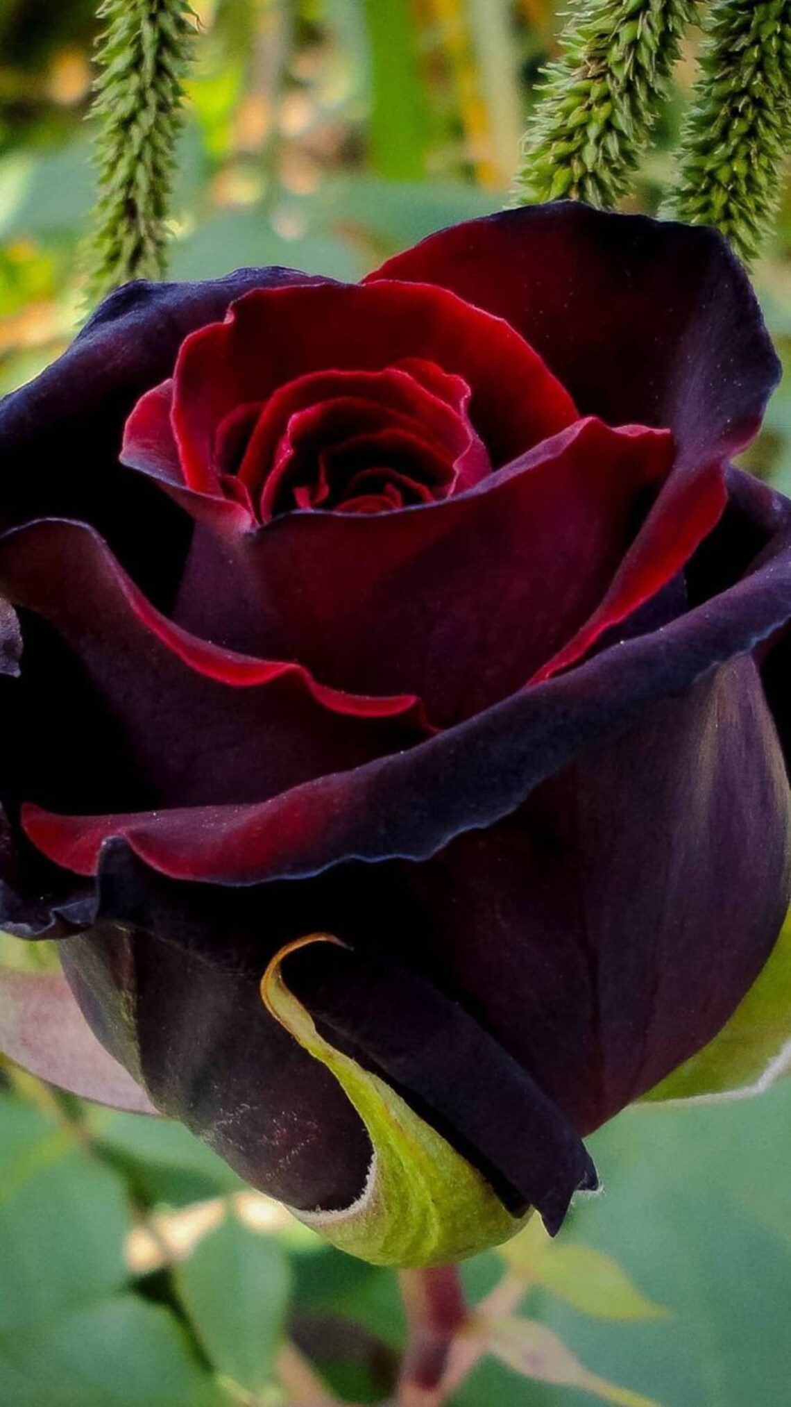 30 Seeds Black Magic Hybrid Tea Rose Seeds perennial - Etsy