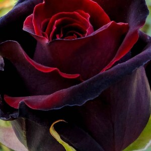 30 Seeds Black Magic Hybrid Tea Rose Seeds perennial authentic Seeds ...