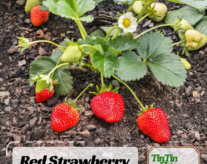 Tokyo Long Bunching Green Onion Seeds perennial authentic Seeds-organic ...