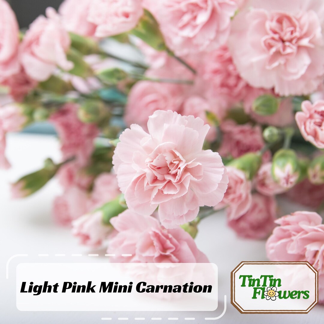 Light Pink Mini Carnation- Dianthus Seeds - Open-pollinated - Organic ...