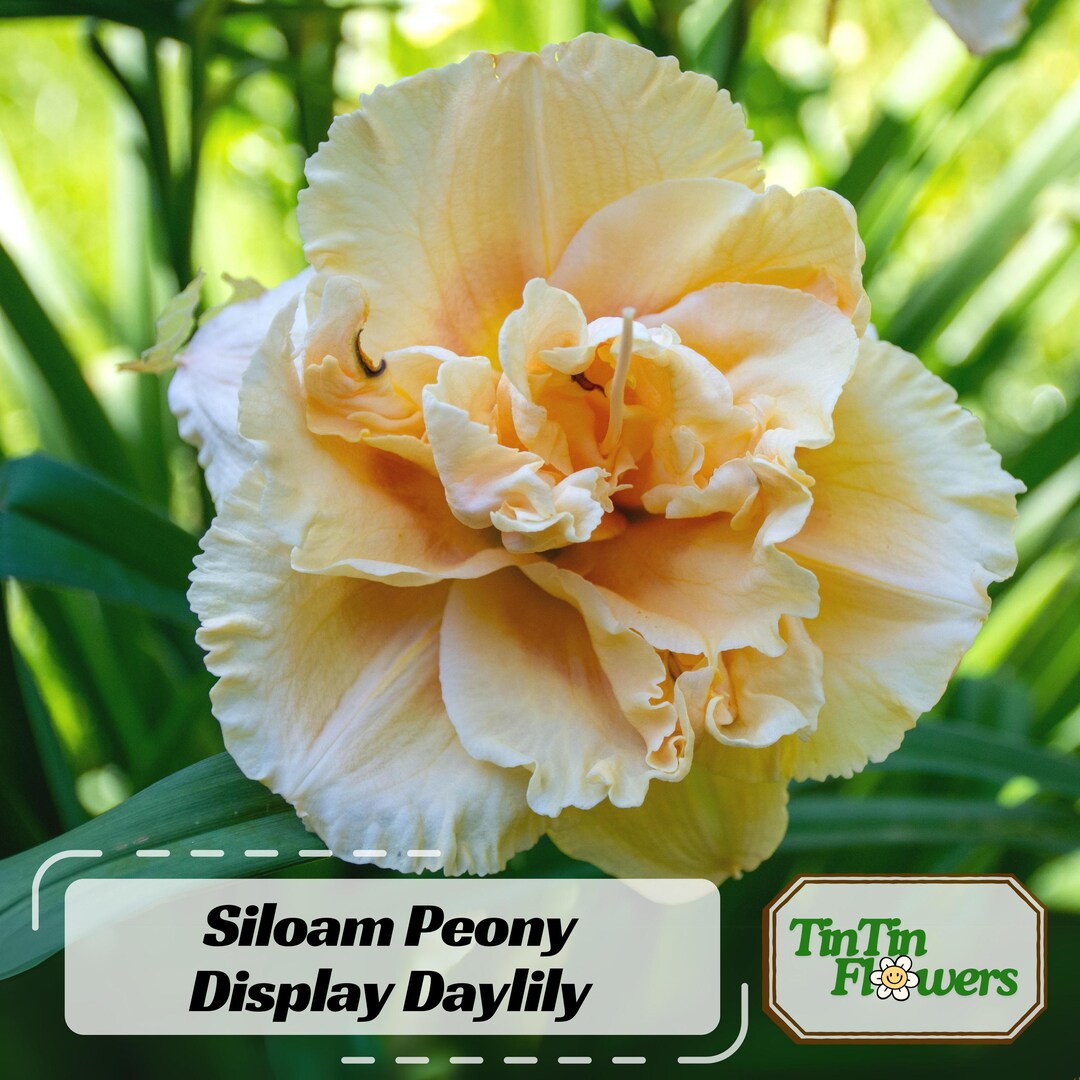10 Seeds | Siloam Peony Display Daylily Seeds - Paeonia - Attract ...