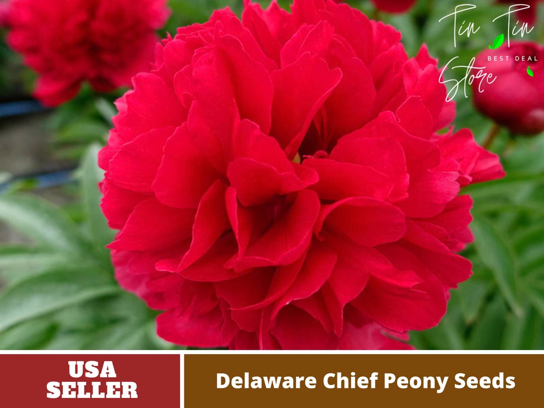Red Delaware Chief Peony Seeds-Perennial Paeonia Attract butterflies ...