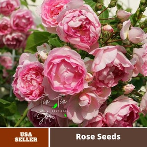 Jasmina Climbing Roses Seeds Perennial Authentic Seeds-flowers organic ...