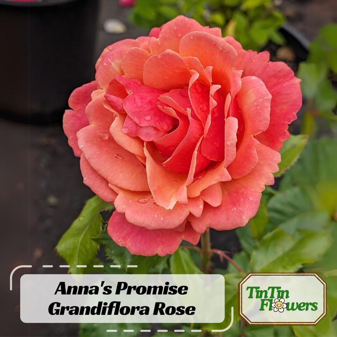 30 Seeds | Anna's Promise Grandiflora Rose Seeds - Authentic Seeds ...