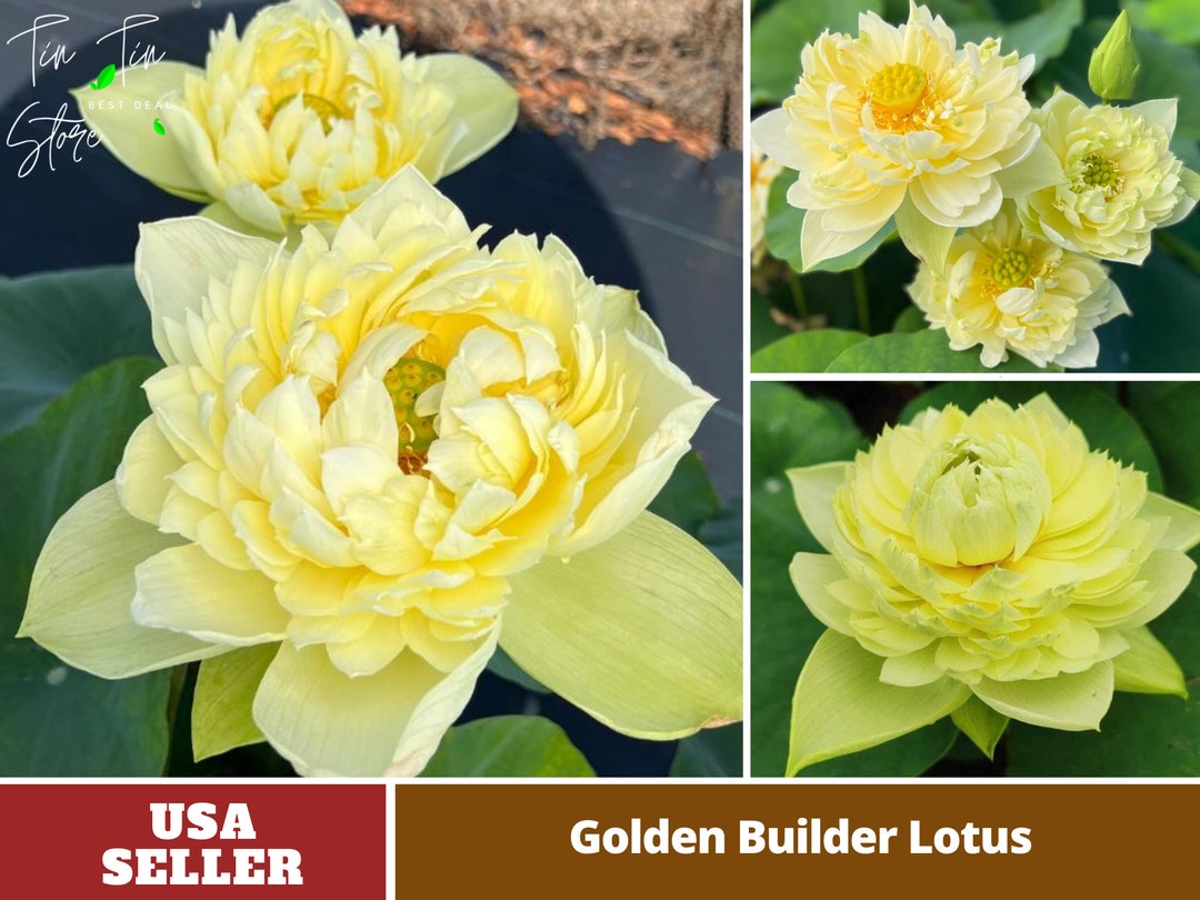 5 Rare Seeds Golden Builder Lotus Seeds Indian Lotus nelumbo Nucifera ...