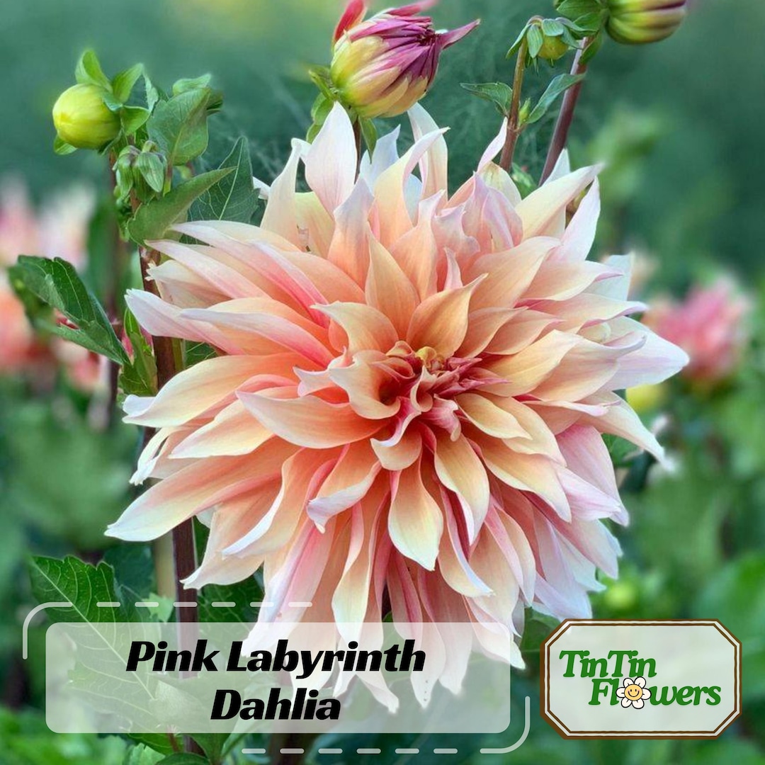 Labyrinth Dahlia Perennial Seeds- Pollinator Friendly- Open Pollinated ...