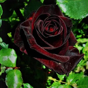 True Blood Rose Seeds - Perennial - Authentic Seeds - Mix Seeds - Late ...