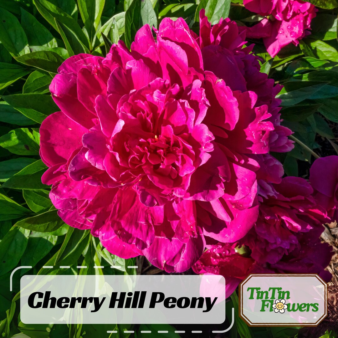 10 Seeds | Cherry Hill Peony Seeds -Paeonia - Attract butterflies ...