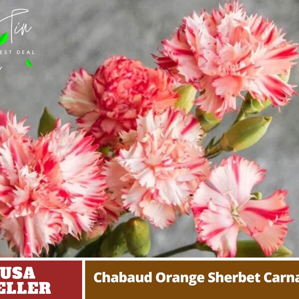 Chabaud - Etsy