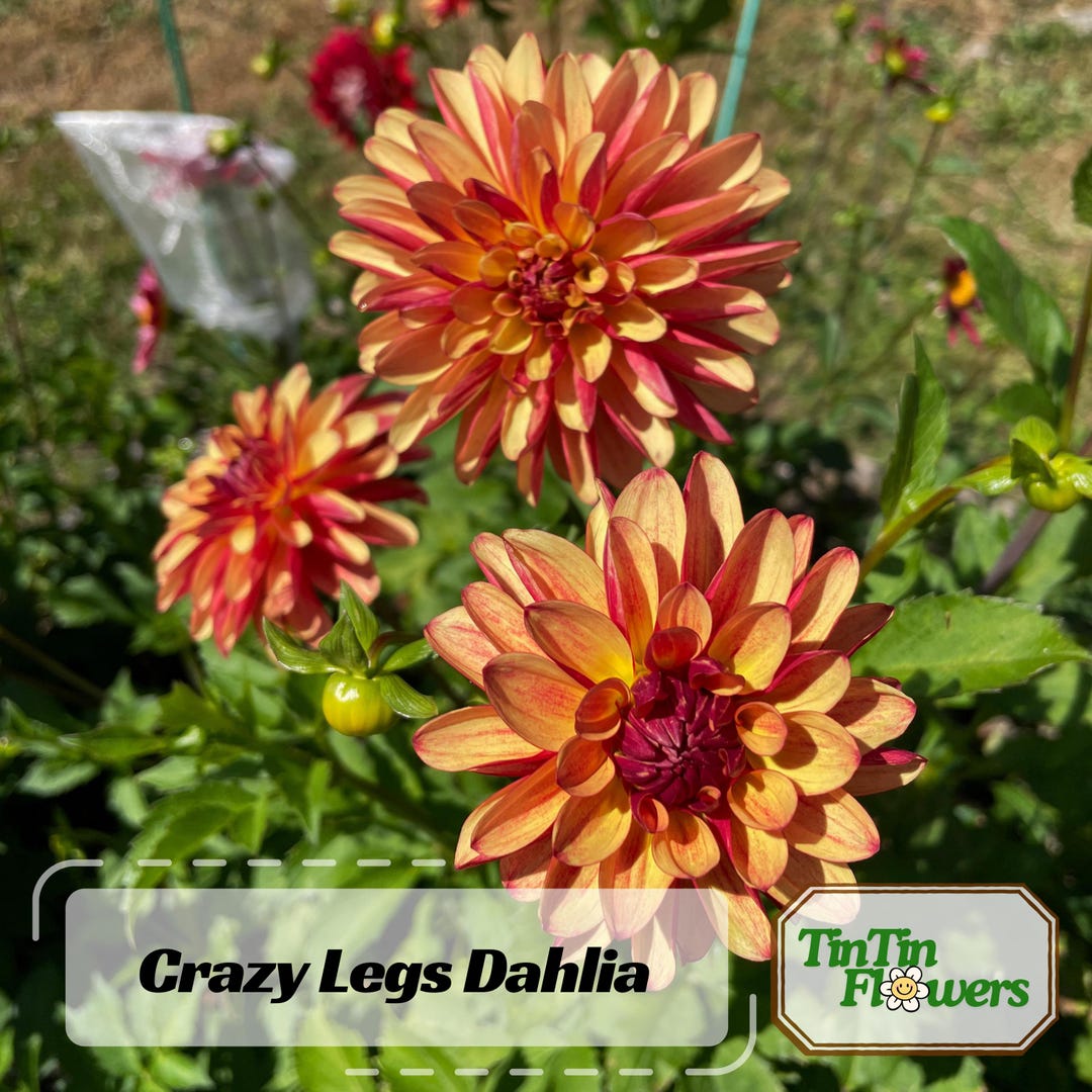 40 Seeds | Crazy Legs Dahlia Seeds - Pollinator Friendly- Open ...