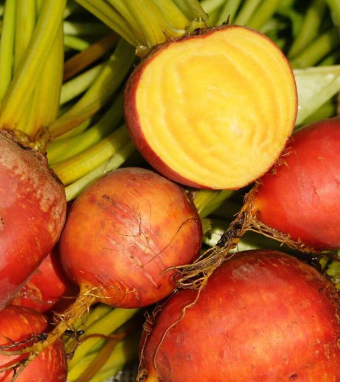 30 Seeds Touchstone Gold Beet Seeds-perennial authentic - Etsy