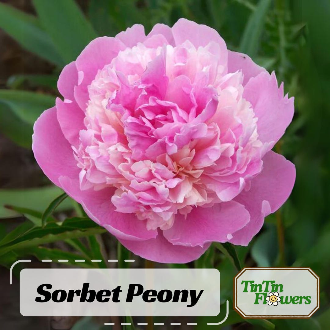10 Seeds | Pink Sorbet Peony Seeds - Perennial - Paeonia - Attract ...