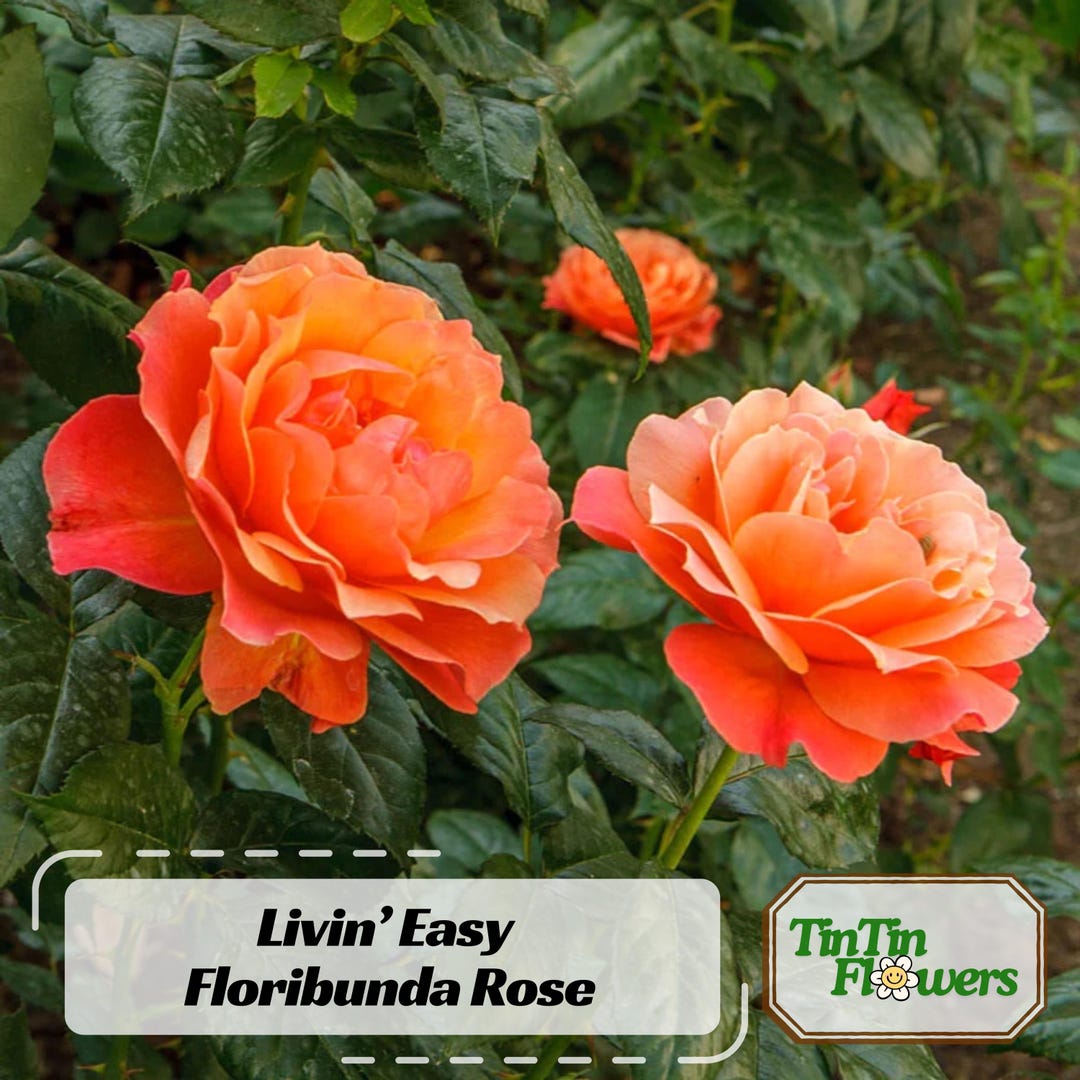 Livin’ Easy Floribunda Rose Seeds Perennial -perennial - Authentic ...