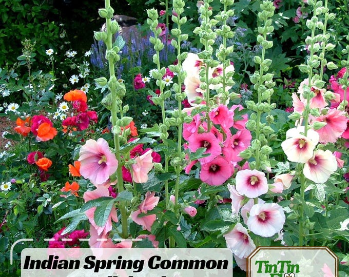 Alcea Rosea Nigra Hollyhock/classic English Cottage/watchman/perennial ...