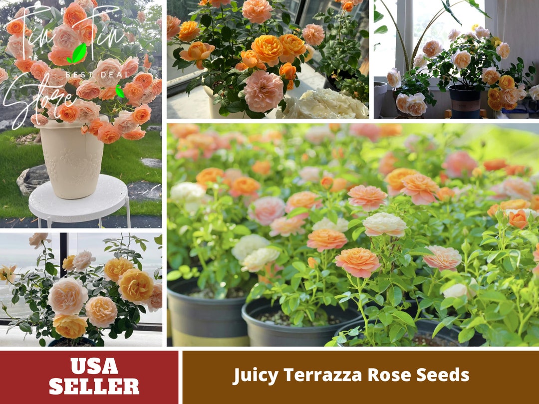 Juicy Terrazza Rose Seeds perennial authentic Seeds-flowers organic ...