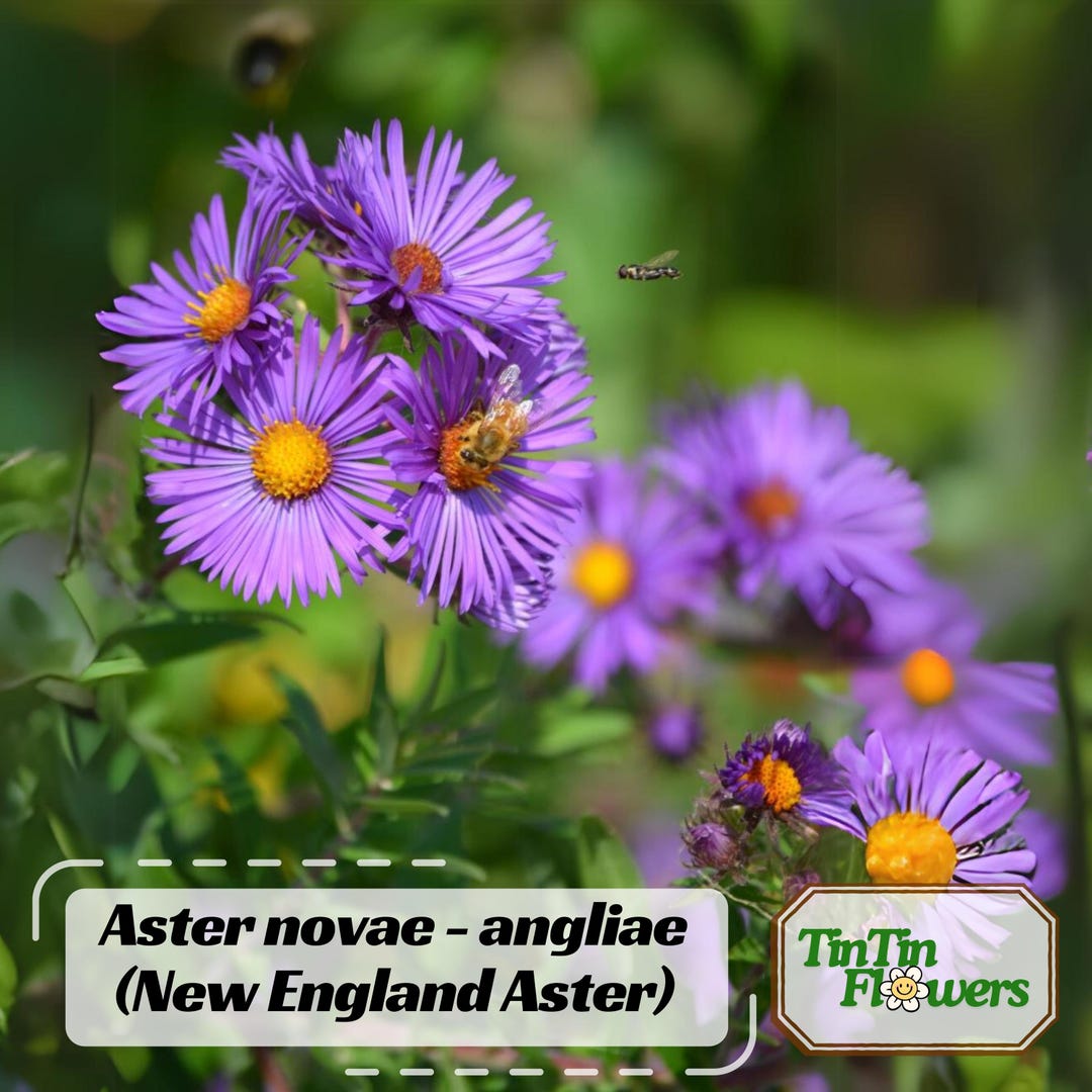 20 Seeds| Aster Novae-angliae (new England Aster)seeds-callistephus ...