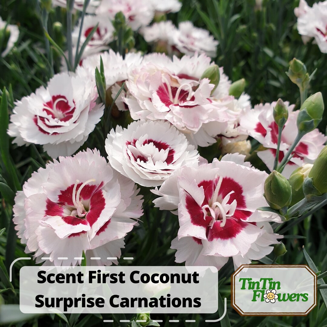 Scent First Coconut Surprise Dianthus Carnations -dianthus Seeds ...