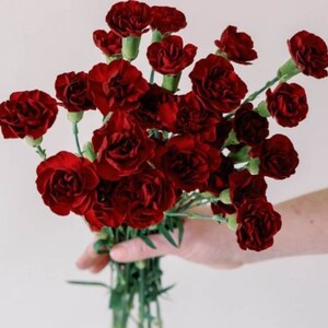 30+ Burgundy Carnations - Dianthus Seeds - Container - Balcony Flowers ...