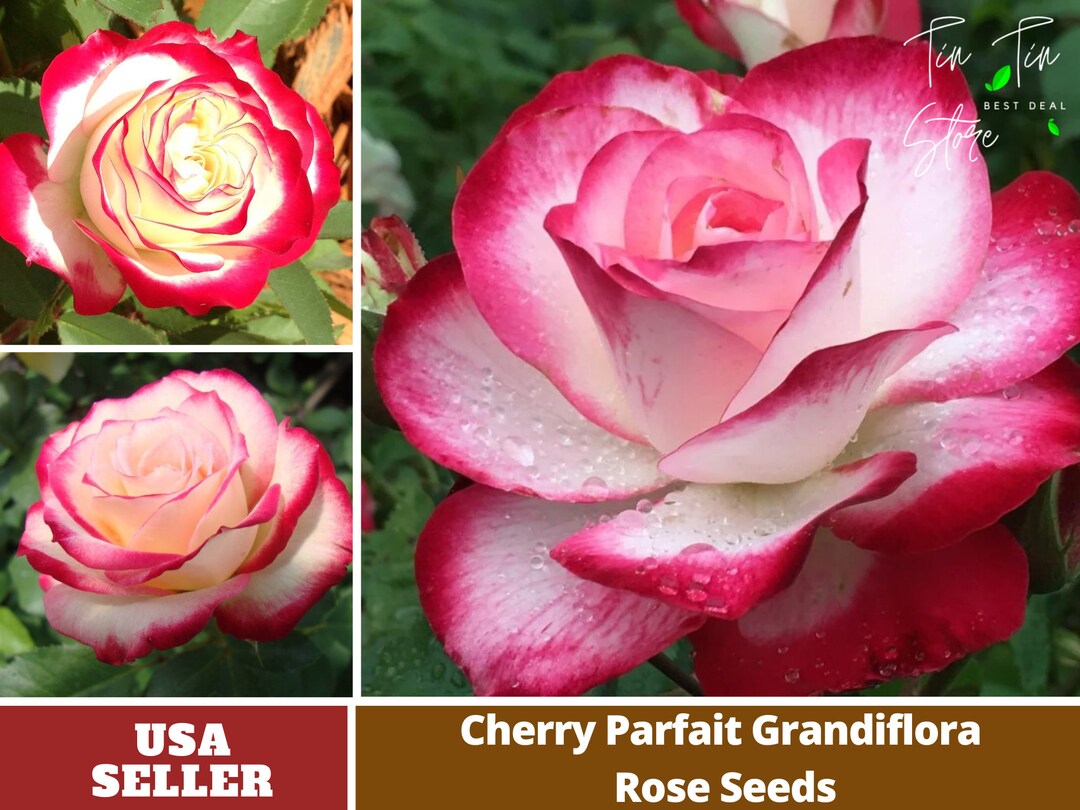 Cherry Parfait Rose Seedperennial Authentic Seeds Mix Seeds Late Winter ...