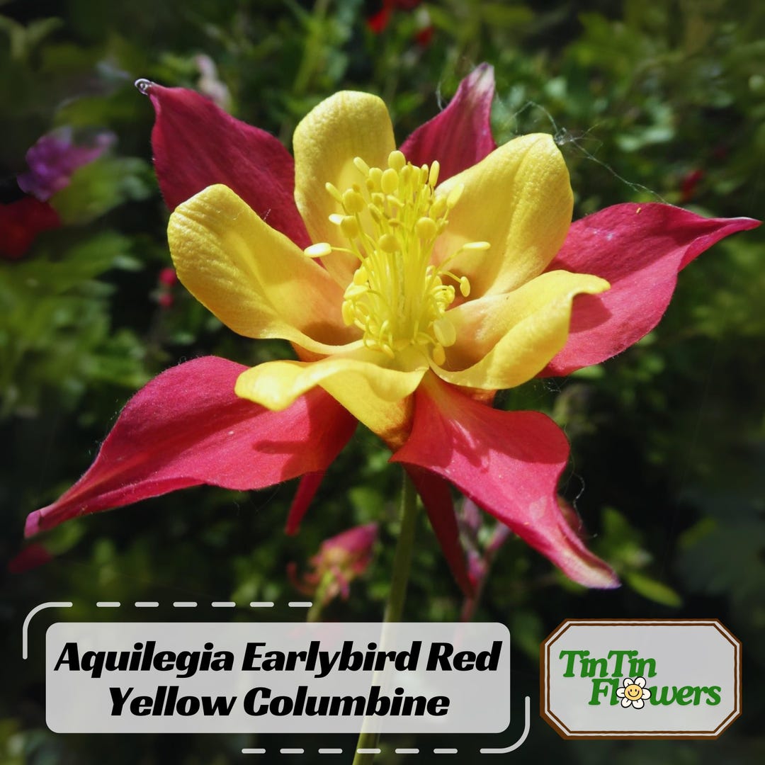 Aquilegia Earlybird Red Yellow Columbine Seeds - Cold Resistant ...