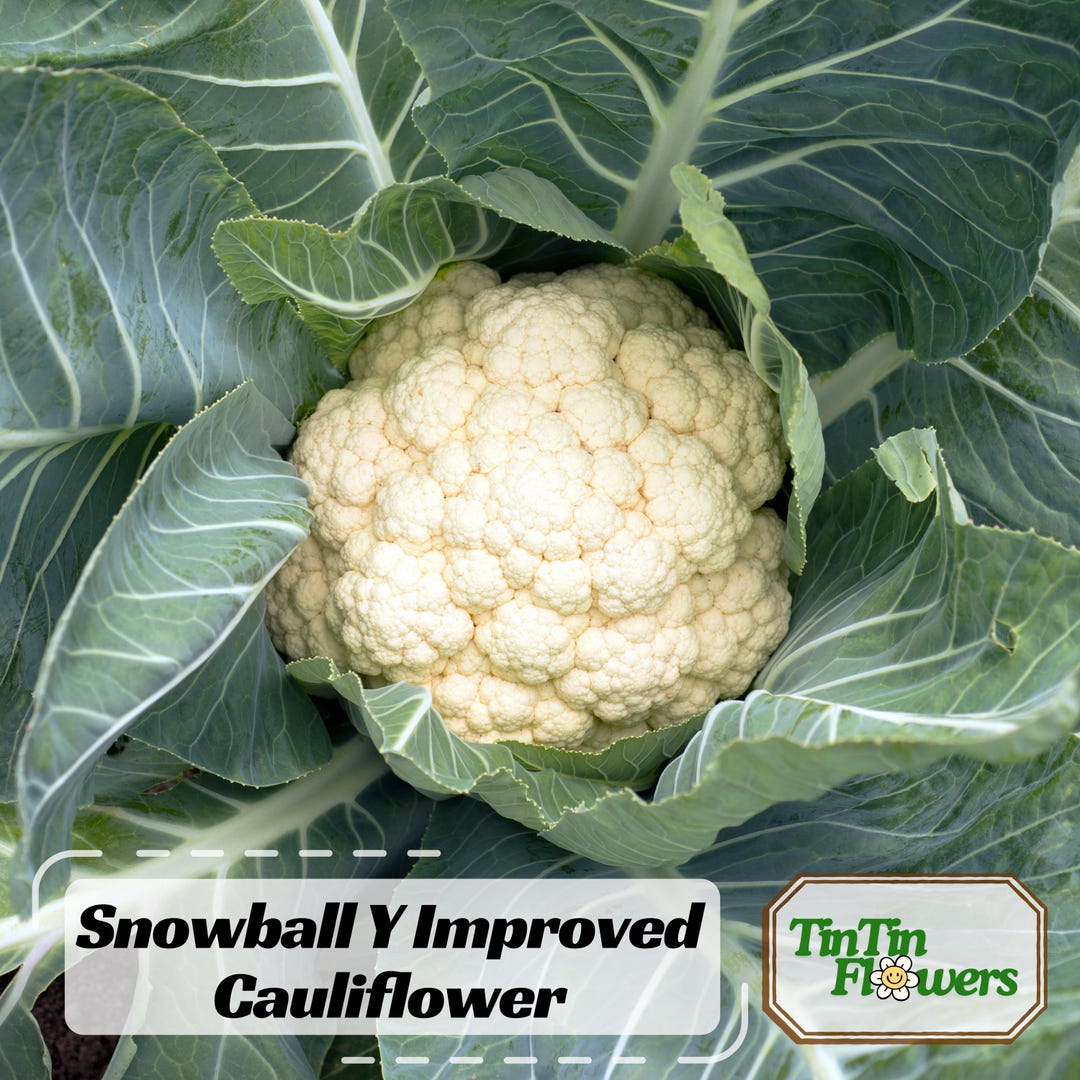 Snowball Y Improved Cauliflower -flowers -organic. Non GMO -seeds for ...