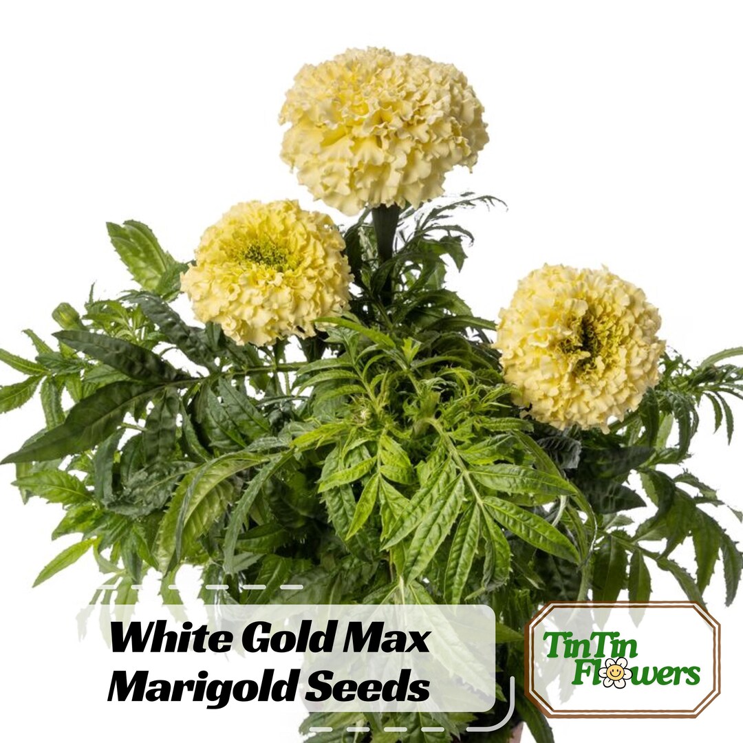 White Gold Max Marigold Seeds - Edible -open-pollinating - Draft ...