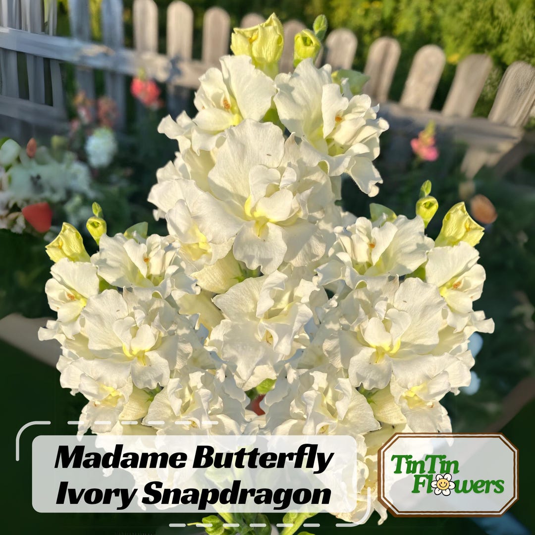 Madame Butterfly Ivory Snapdragon Seeds - Cold Resistant - Attracts ...