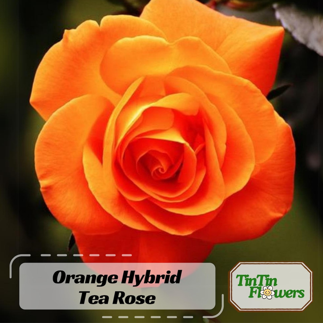 Orange Hybrid Tea Rose Seeds-perennial - Authentic Seeds - Mix Seeds ...