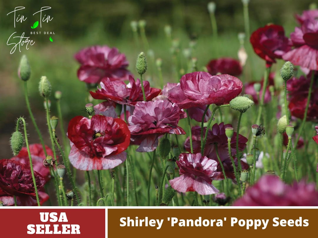 Shirley Poppy pandorapapaver Rhoeas Poppy Seeds Authentic Organic ...