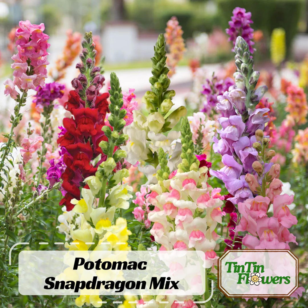 Potomac Snapdragon Mix Seeds - Potted - Cold Resistant - Attracts ...