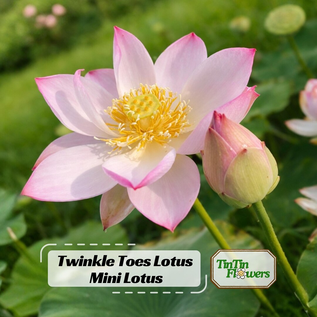 5+ Rare Seeds| Twinkle Toes Lotus - MINI LOTUS Seeds - Indian Lotus ...