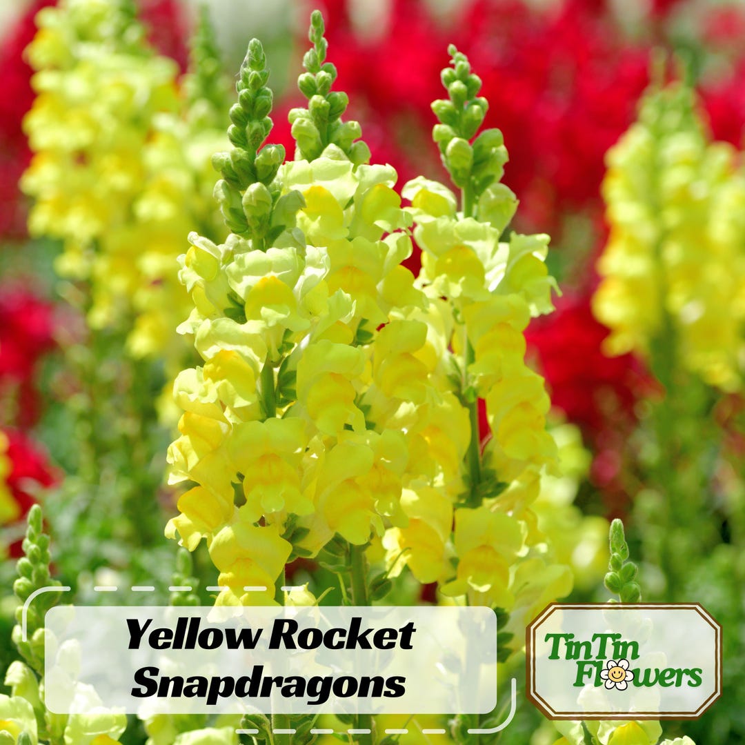Yellow Rocket Snapdragons Seeds - Cold Resistant - Potted - Attracts ...