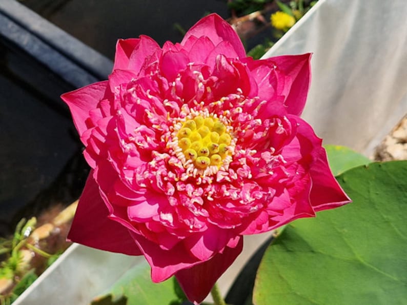 5 Rare Seeds| Red Kaveri Lotus Seeds - Indian Lotus (nelumbo Nucifera ...