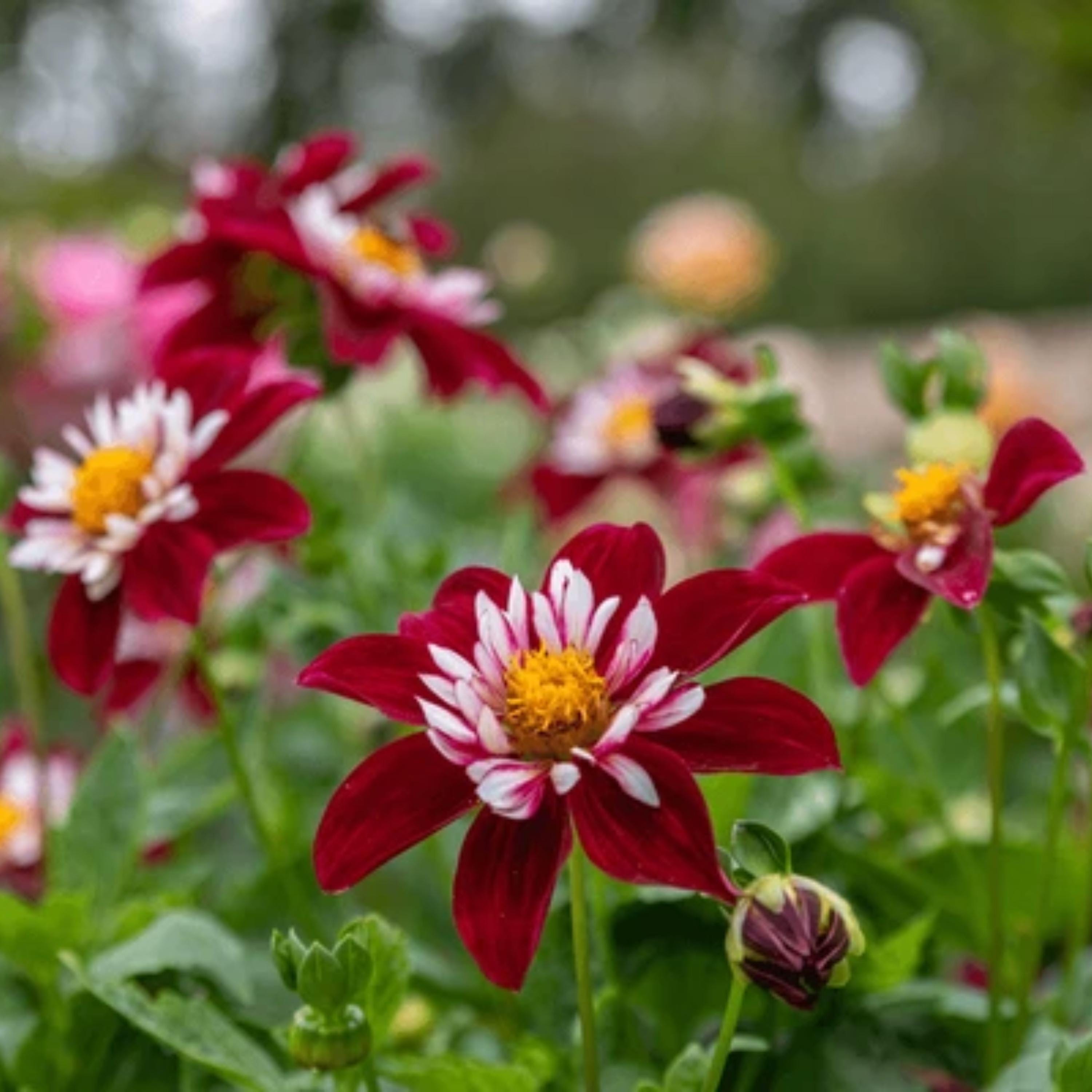 40+ Night Butterfly Dahlia Seeds - Pollinator Friendly- Open Pollinated ...