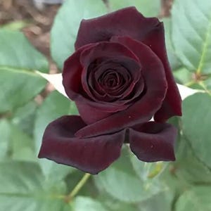 True Blood Rose Seeds - Perennial - Authentic Seeds - Mix Seeds - Late ...