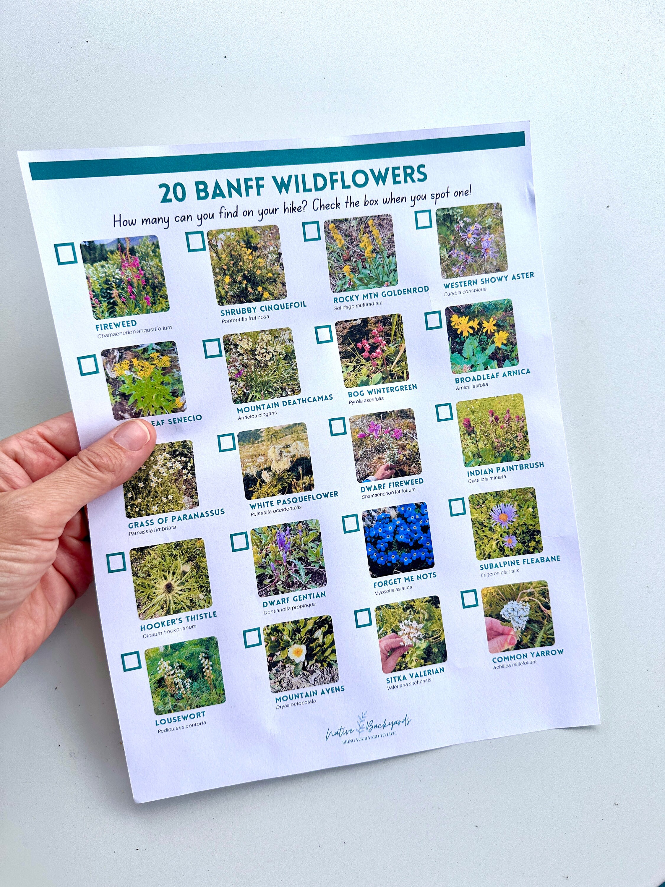 Banff Wildflowers Checklist Canada Wildflowers List - Etsy