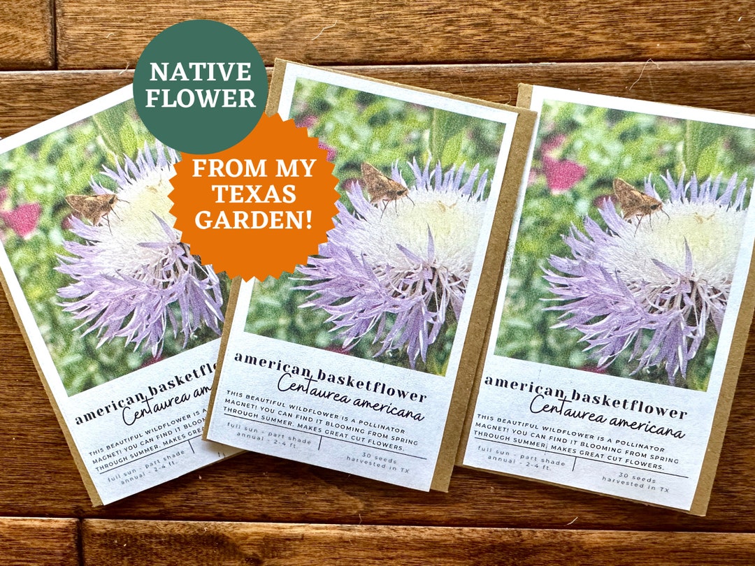 30+ American Basket Flower Seeds (centaurea Americana) | Basketflower ...