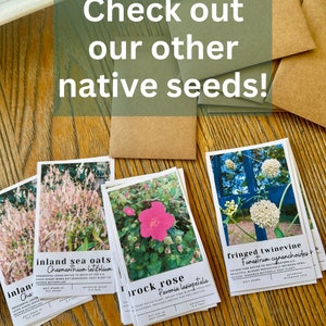 30+ Texas Rock Rose Seeds (pavonia Lasiopetala) | Rose Pavonia | Rose ...