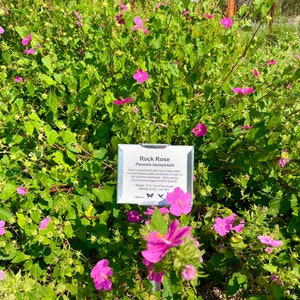 30+ Texas Rock Rose Seeds (pavonia Lasiopetala) | Rose Pavonia | Rose ...