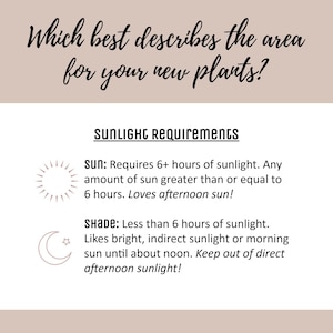 Easy Window Box Flower Garden Guide Beginner-friendly Flower Plan How ...