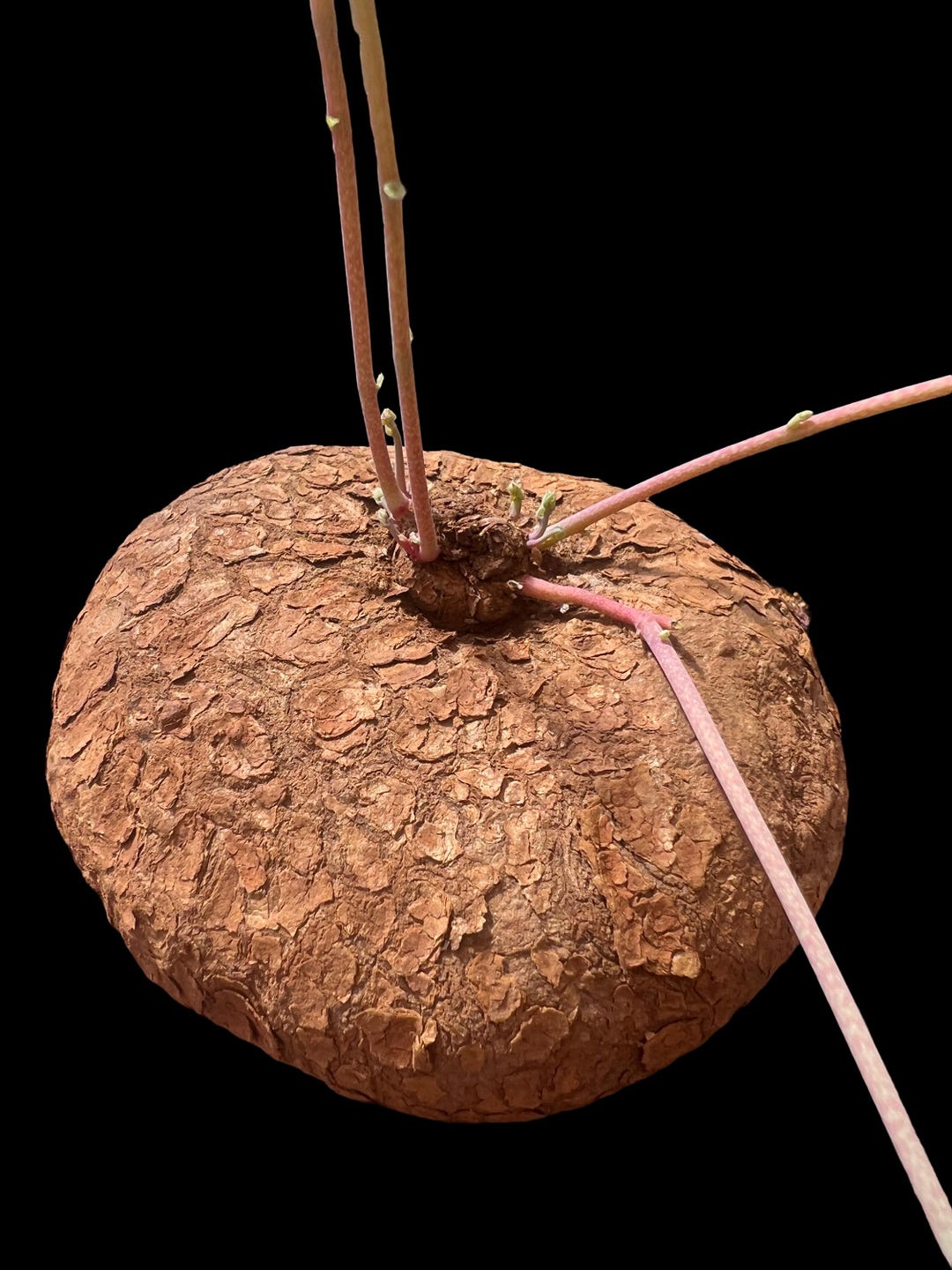 Stephania Erecta/rare Caudex Plant/live Plant - Etsy