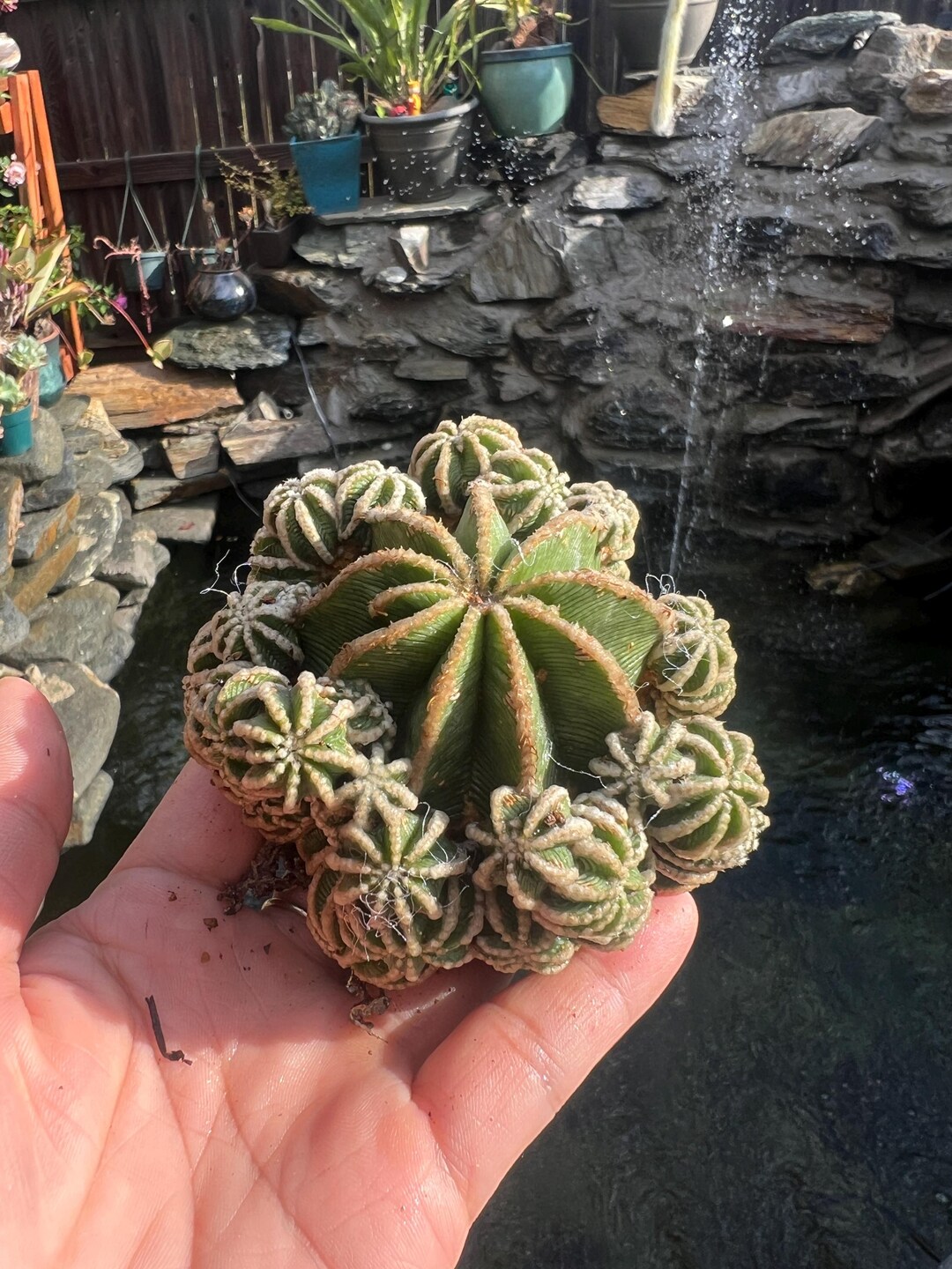 Rare Aztekium Hintonii F. Proliferum Cluster /rare Cactus /exact ...