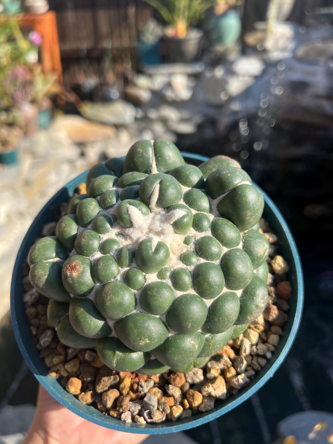 Coryphantha Elephantidens Cv. Inermis/rare Cactus/imported Cactus /no ...