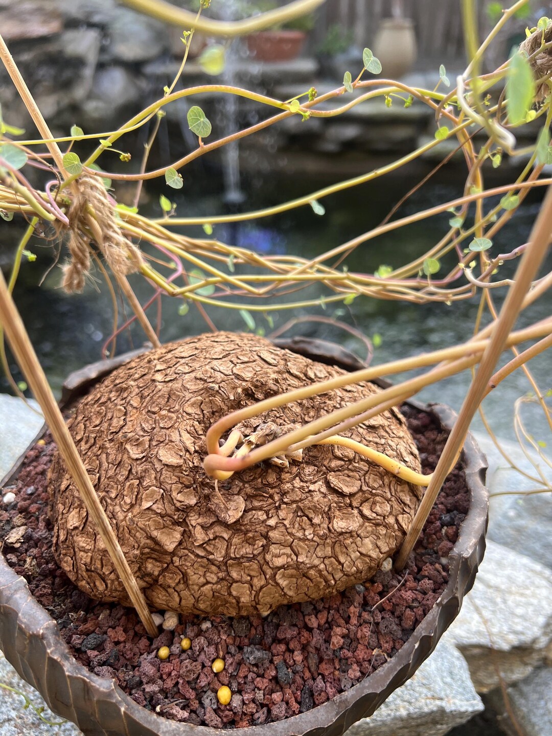 Stephania Erecta Bulb/ Live Plant/caudex Plant/rare Plant - Etsy