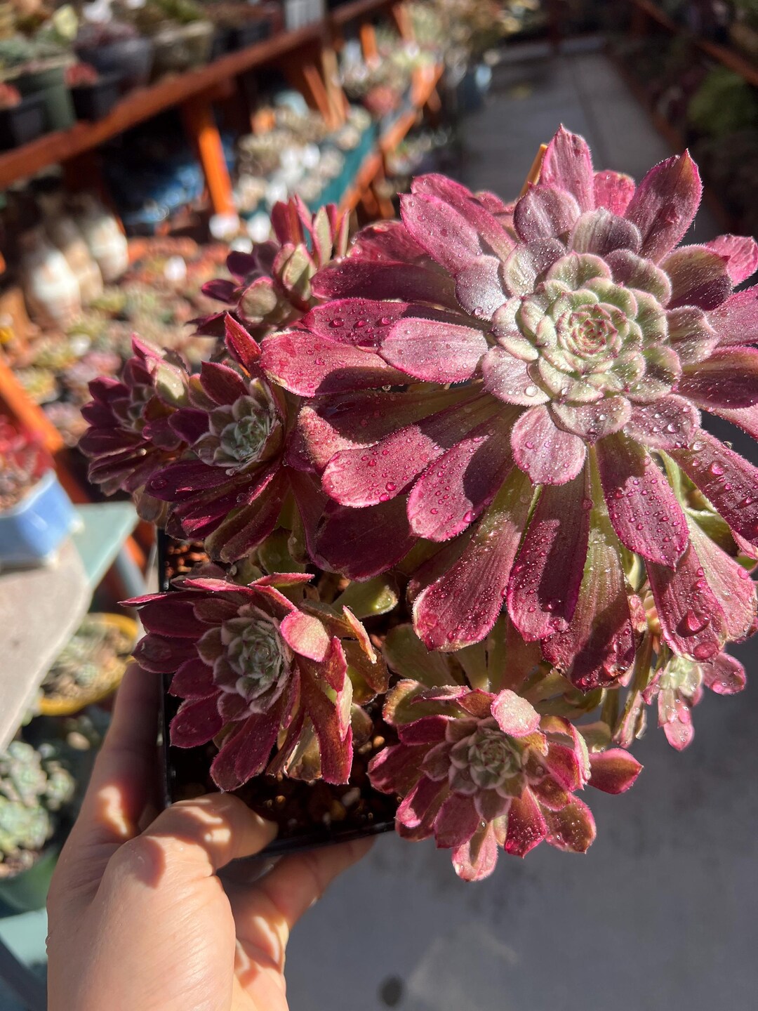 Aeonium ‘ Ink Painting’ Cluster/live Plant/rare Succulent - Etsy