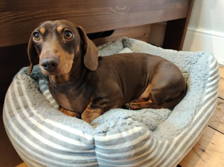 1 Pet Full Body: Custom Digital Pet Portrait - Etsy