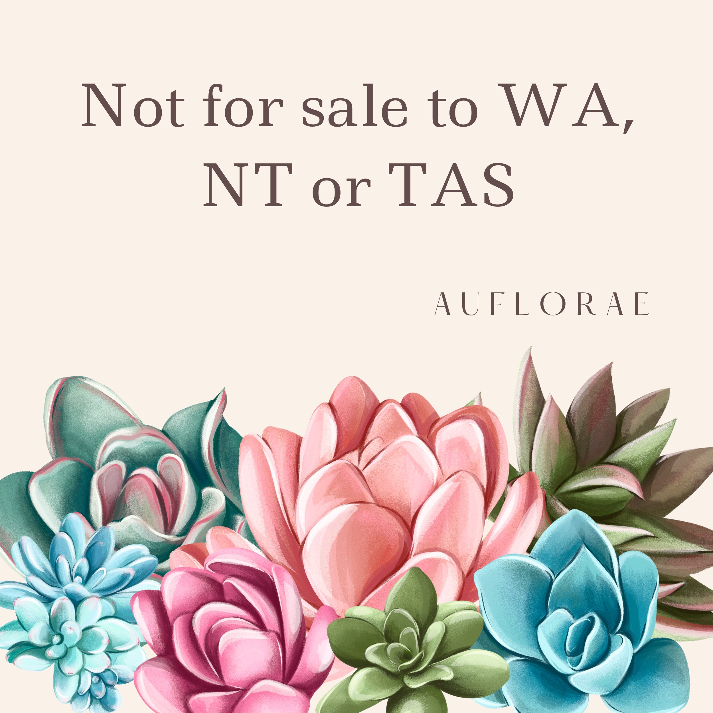 Chain of Spades, Ceropegia Linearis Woodii, String of Spades Plant ...