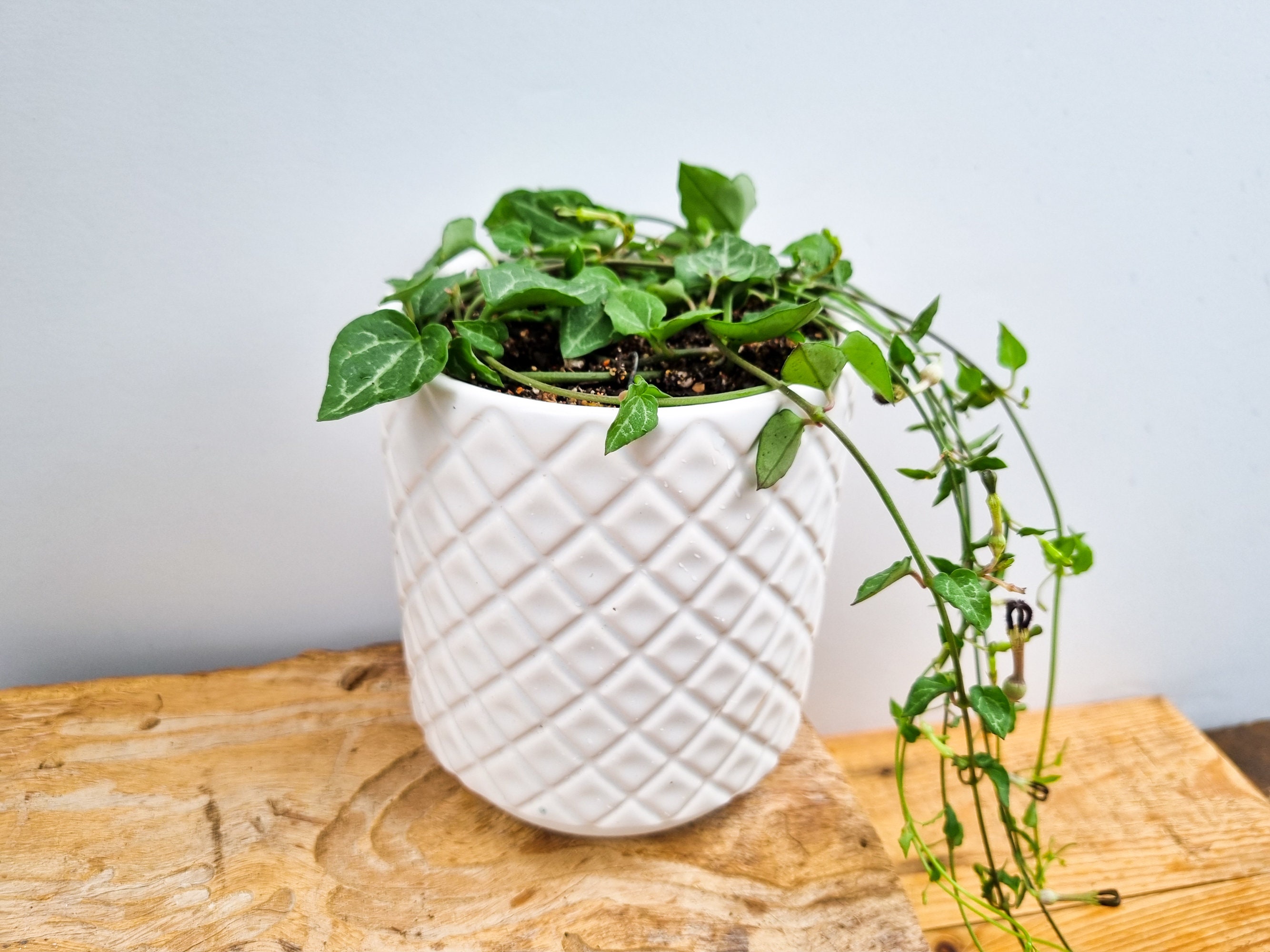 Chain of Spades, Ceropegia Linearis Woodii, String of Spades Plant ...