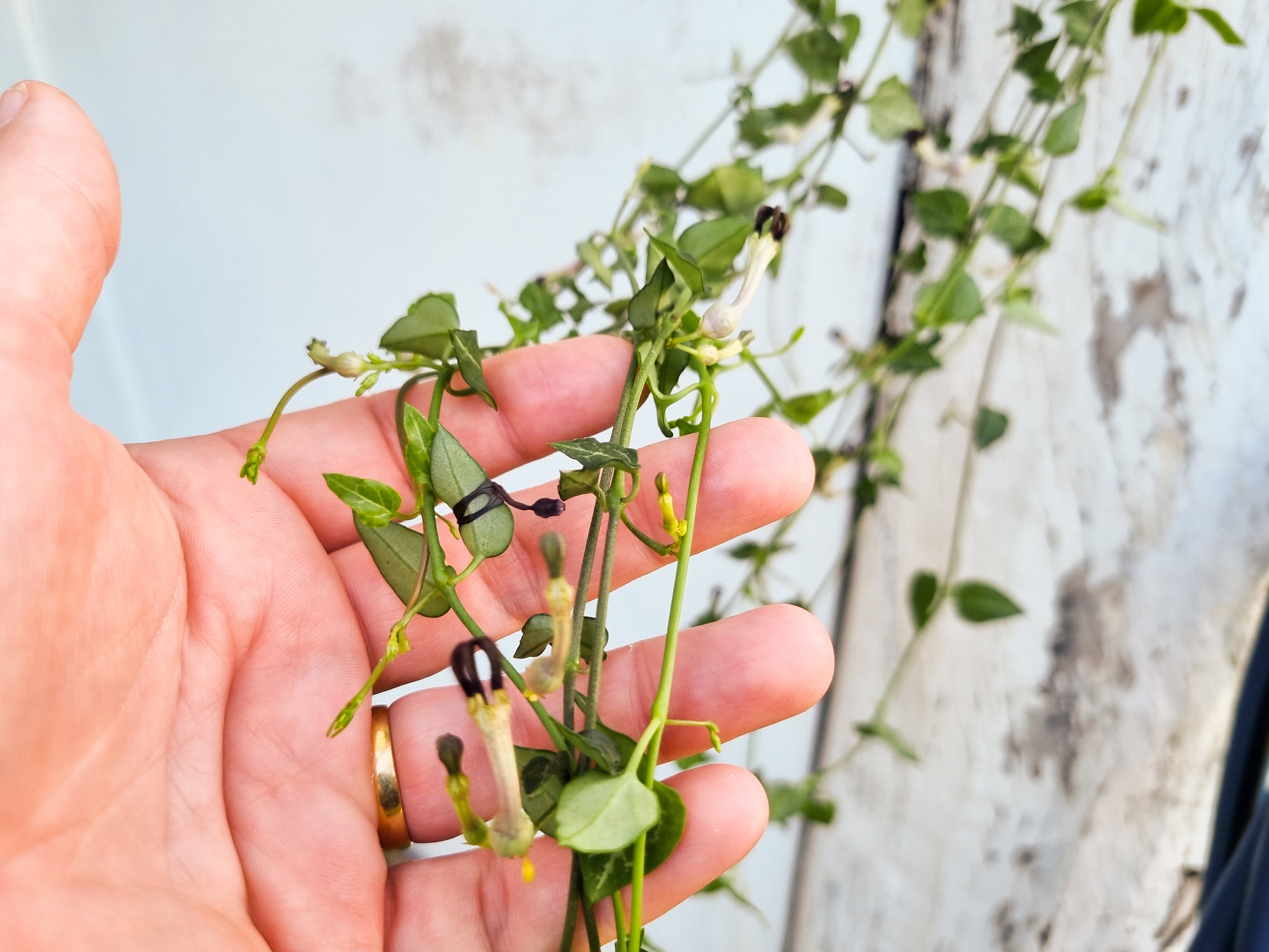 Chain of Spades, Ceropegia Linearis Woodii, String of Spades Plant ...